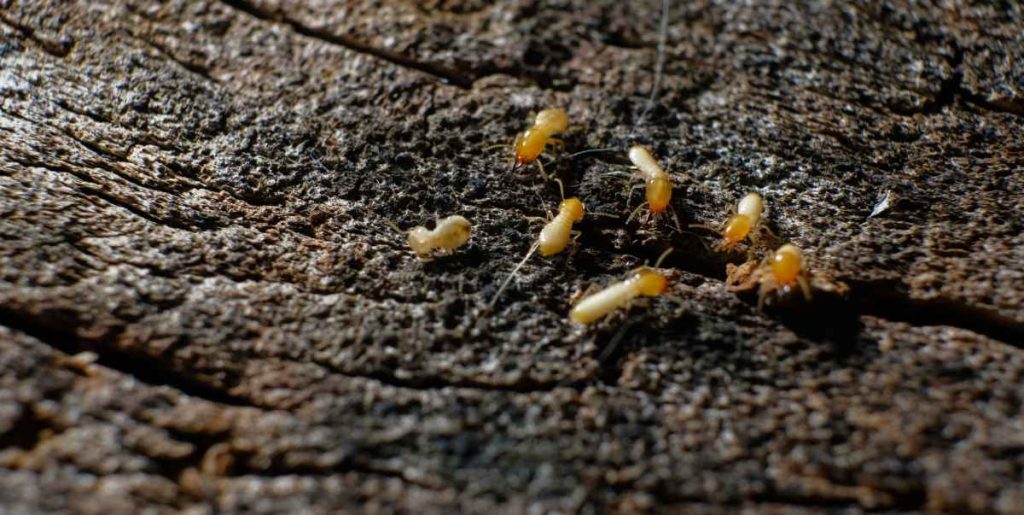 Does Pressure Treated Wood Rot? Discover the Truth Behind Decay