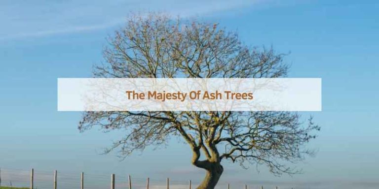 What is the Significance of Ash Trees: Key Insights