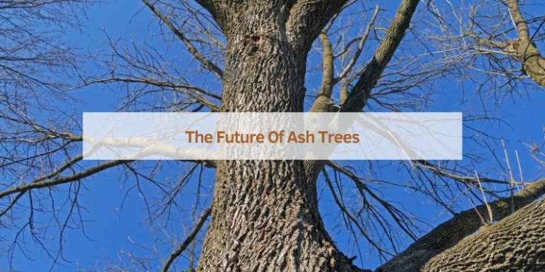 What is the Significance of Ash Trees: Key Insights
