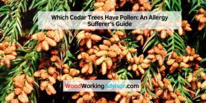 Which Cedar Trees Have Pollen: An Allergy Sufferer's Guide