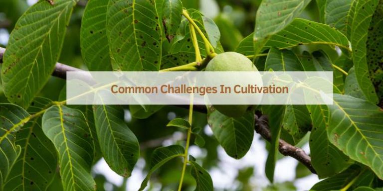 Growing Black Walnuts: Cultivation Secrets Unveiled