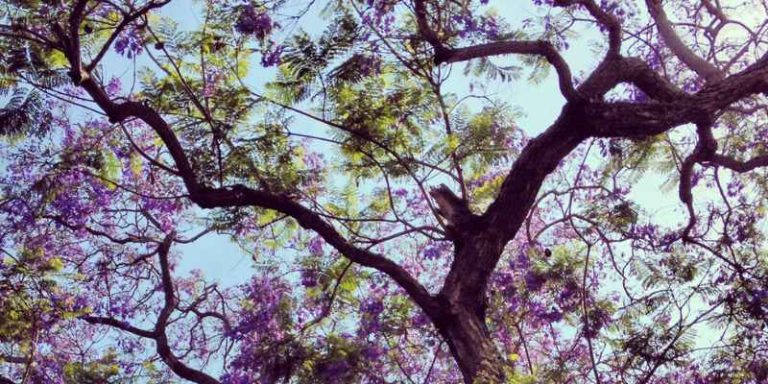 Is Jacaranda a Hardwood? Unveiling the Truth