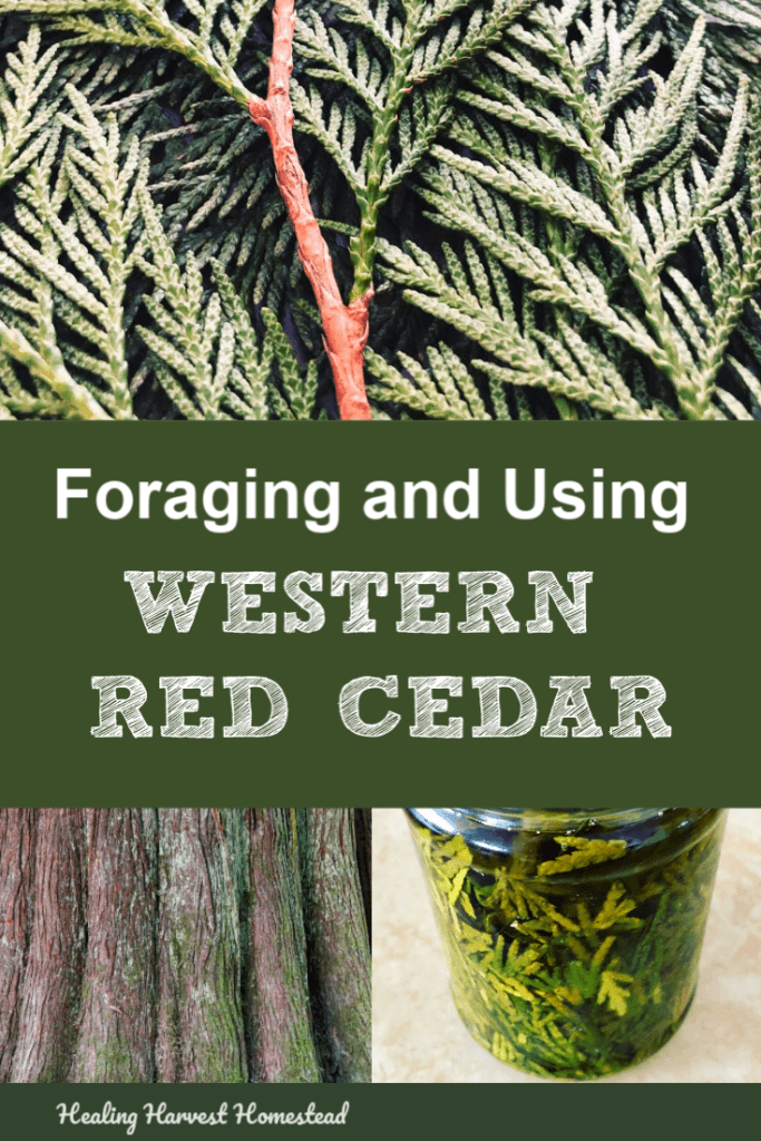 What Does Cedar Wood Smell Like: Aromatic Insights