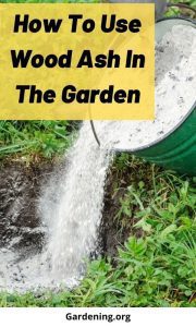 Which Plants Do Not Like Wood Ash? Essential Guide