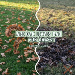 Beech Wood Vs Oak: Essential Guide – Woodworking Advisor