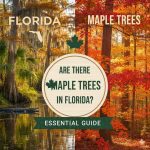 Are There Maple Trees in Florida? Essential Guide