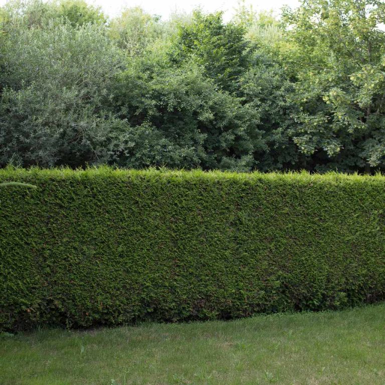 Best Cedar for Hedge: Top Picks for Lush Privacy Screens
