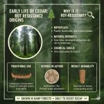 Why is Cedar Rot Resistant: Unveiling Nature's Toughest Wood