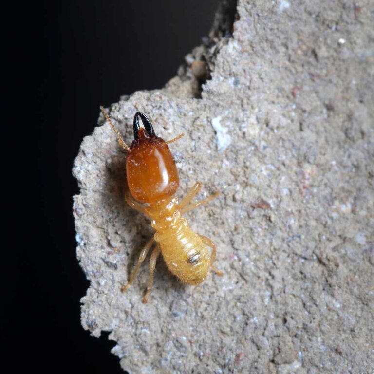 Do It Yourself Drywood Termite Treatment: Effective Tips That Work
