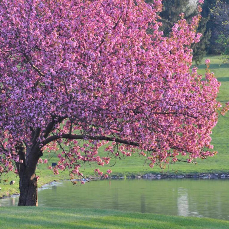 Are Cherry Trees Self-Pollinating Grower Answers