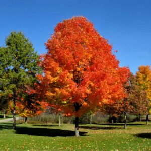How Fast Do Japanese Maples Grow? Growth Rate Guide