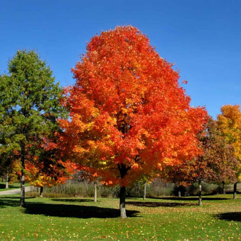 How Fast Do Japanese Maples Grow? Growth Rate Guide