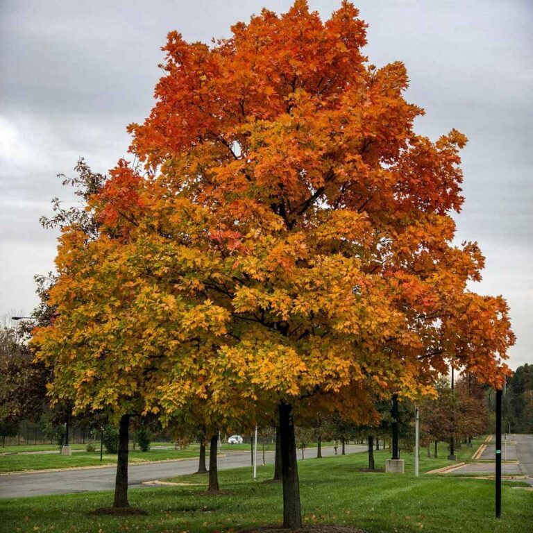 How Fast Do Japanese Maples Grow? Growth Rate Guide