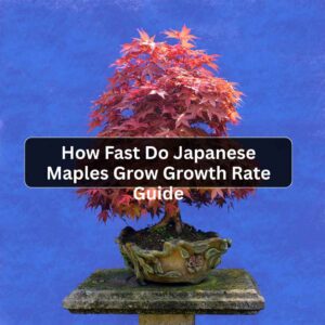 How Fast Do Japanese Maples Grow? Growth Rate Guide