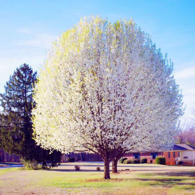 Bradford Pear Tree Vs Dogwood: Which Is Better For Your Yard?