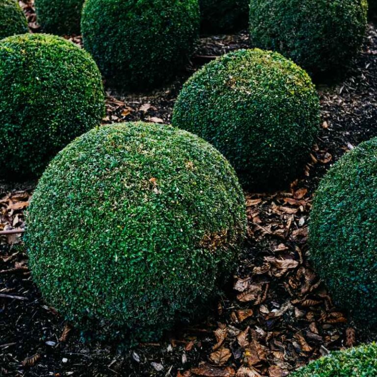 How To Care For Boxwood Bushes And Keep Them Lush & Green